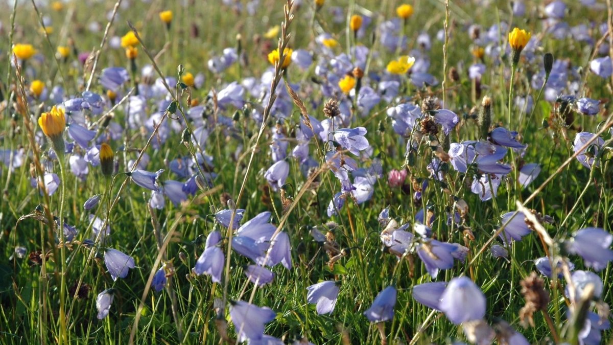 Acheter des bougies parfumées Fleurs des champs ? Magasinez maintenant ...